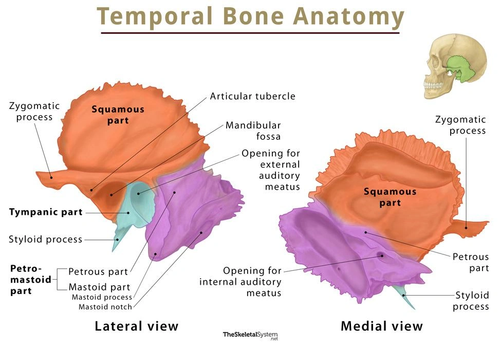 1.1.2.2: Temporal Bone & Apex | RadAnatomy Wiki | Fandom