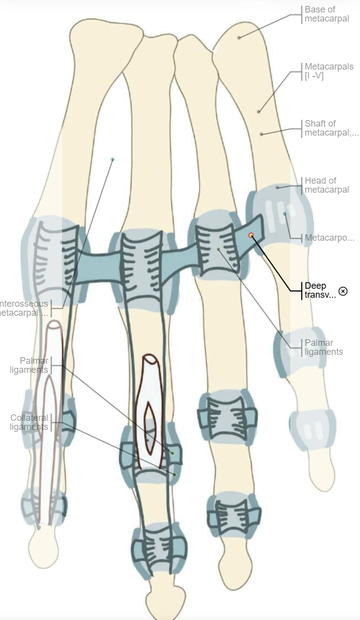 *4.4.3.6: Deep Transverse Metacarpal Ligament | RadAnatomy Wiki | Fandom