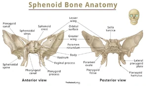 1.1.1.4: The Sphenoid Bone: Lesser Wing | RadAnatomy Wiki | Fandom