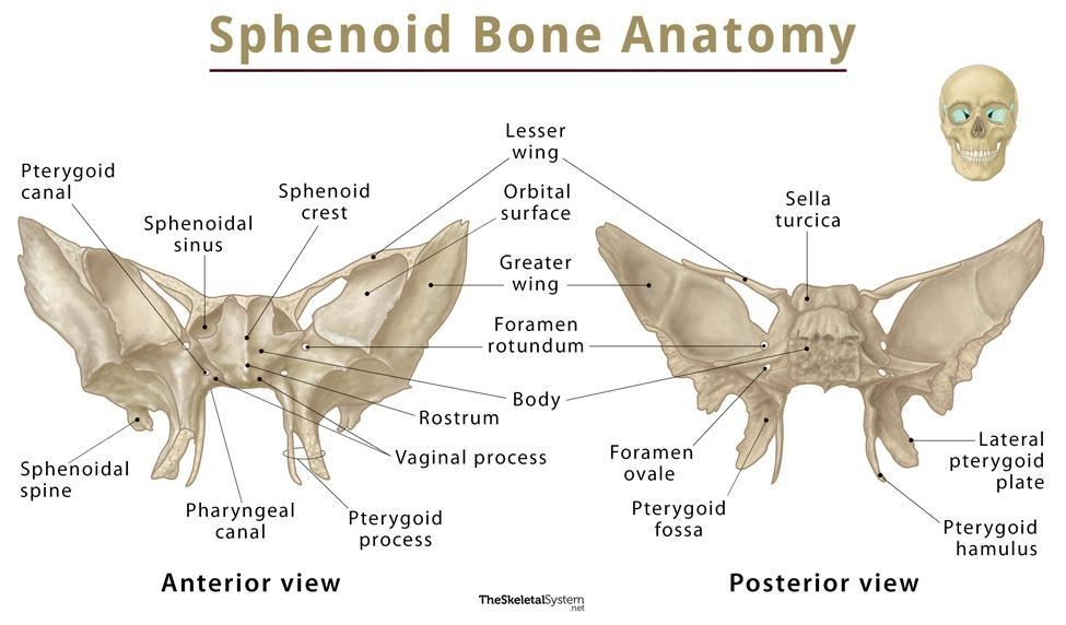 1.1.1.4: The Sphenoid Bone: Lesser Wing | RadAnatomy Wiki | Fandom