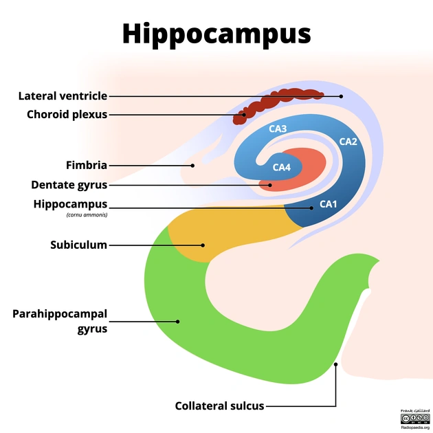 2.1.3.4: Hippocampus & Components | RadAnatomy Wiki | Fandom