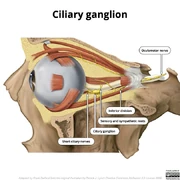 **1.3.5.7: Short and Long Ciliary Nerves | RadAnatomy Wiki | Fandom