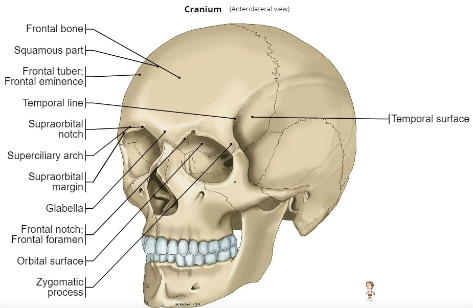 The Frontal Bone (1.1.1.2) | RadAnatomy Wiki | Fandom