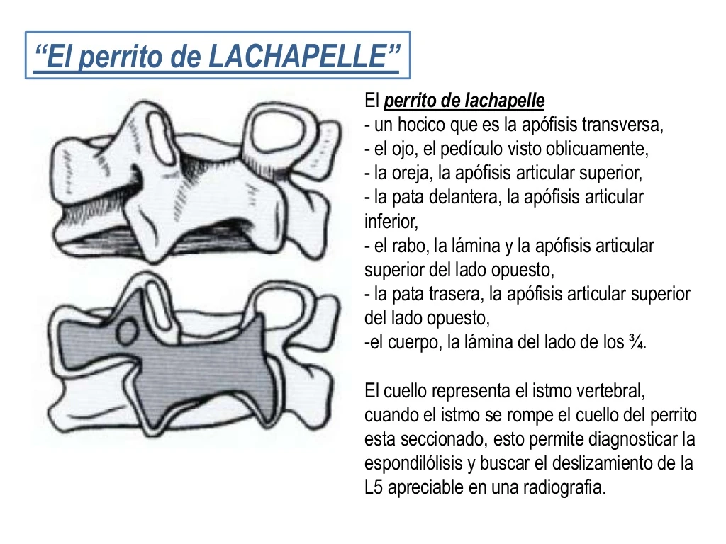 Perro escocés | Wikia Radiologia | Fandom