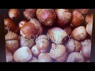 Animal Age | Raeed Asheque Wiki | Fandom