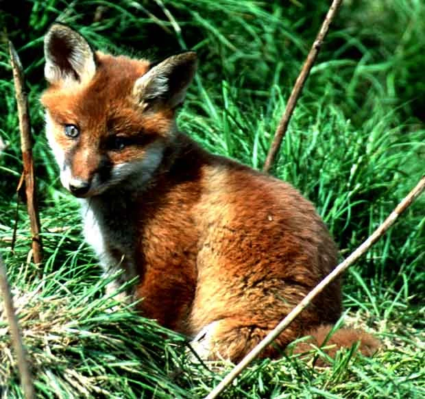 Tiere des Waldes | Rätsel Wiki | Fandom