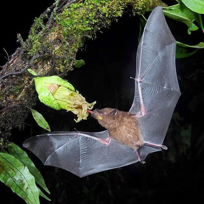 Tube-Lipped Nectar Bat | Raffi Wiki | Fandom