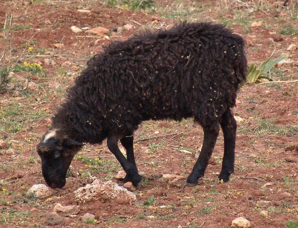 Sheep | Raffi Wiki | Fandom