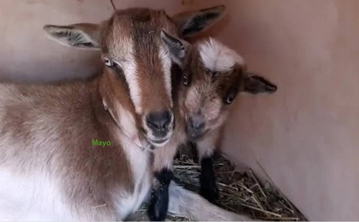 Goats | Raffi Wiki | Fandom