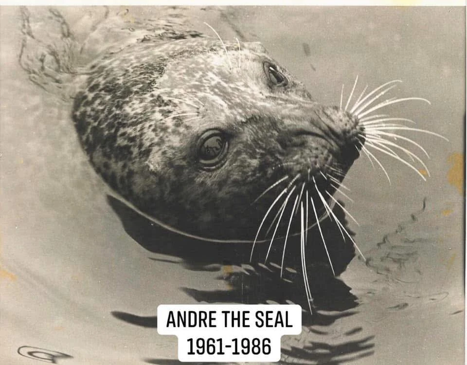 Andre the Seal | Raffi Wiki | Fandom