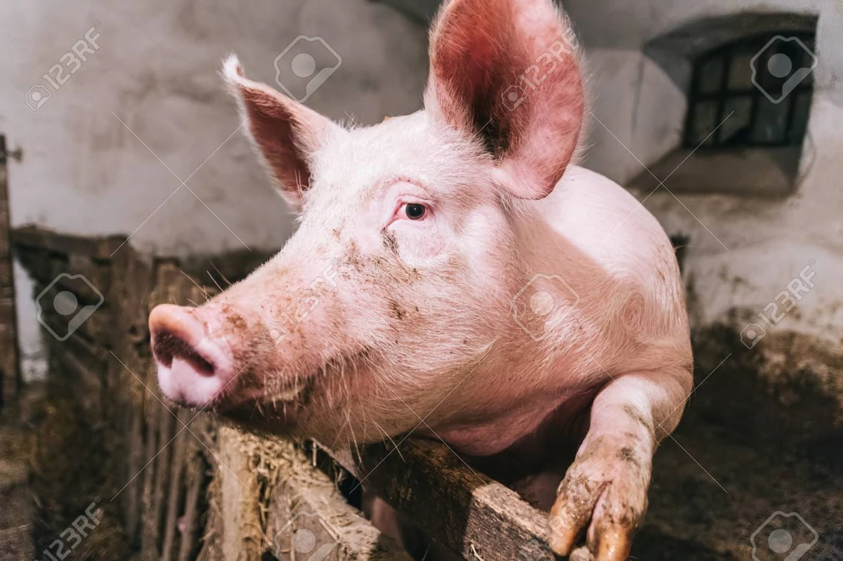 Pig | Raffi Wiki | Fandom