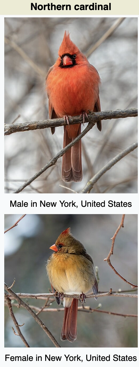 Northern Cardinal | Raffi Wiki | Fandom