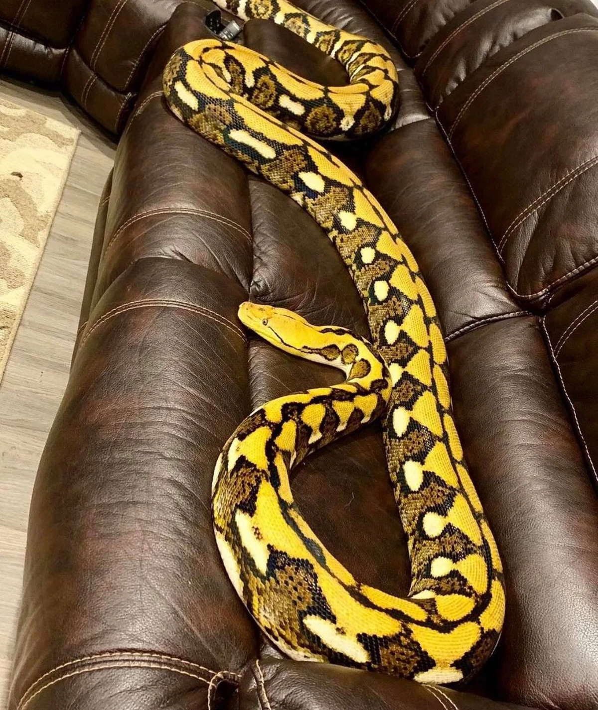 Snake | Raffi Wiki | Fandom