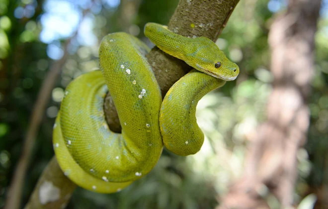 Green Tree Python | Raffi Wiki | Fandom