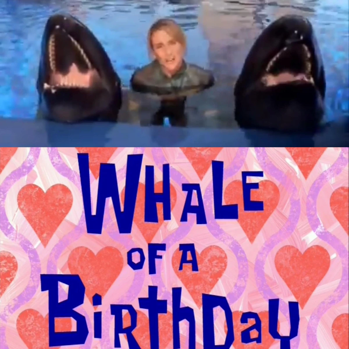 SeaWorld | Raffi Wiki | Fandom