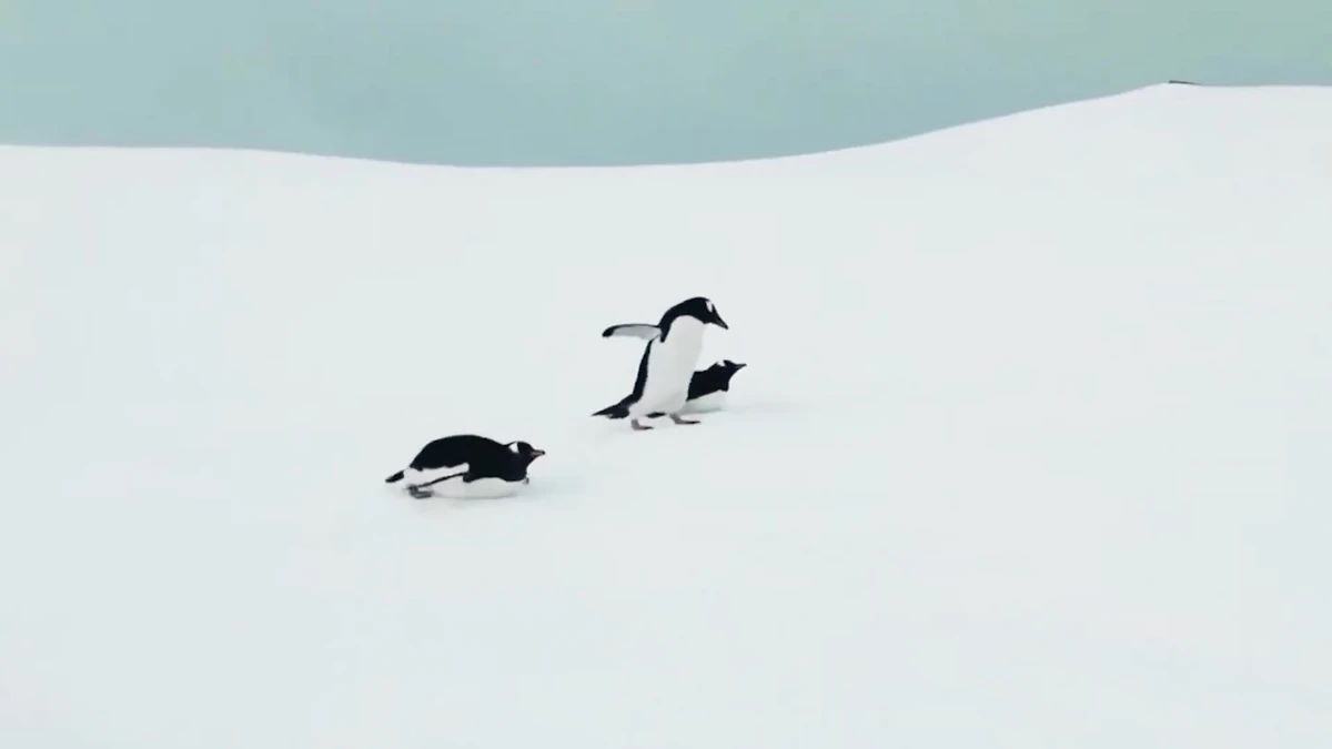 Penny Penguin (song) | Raffi Wiki | Fandom