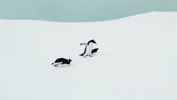 Penny Penguin (song) | Raffi Wiki | Fandom