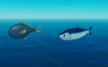 Fish - Official Raft Wiki