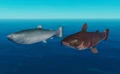 Fish - Official Raft Wiki