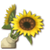 Sunflower - Official Raft Wiki