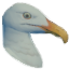 Seagull/it - Official Raft Wiki
