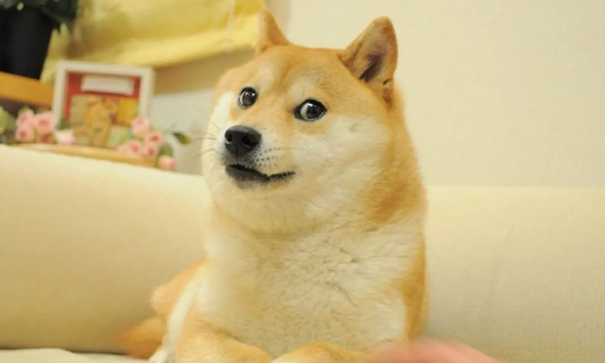 Doge/Gallery | Rage Comics Wiki | Fandom