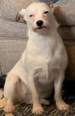 Skooch M. | Rainbow Eevee Wiki | Fandom