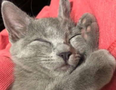 Mabel | Rainbow joker Wiki | Fandom