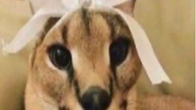 Discuss Everything About The Raise a Floppa Wiki | Fandom