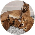 Floppa/Gallery | The Raise a Floppa Wiki | Fandom