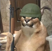 Floppa Gunner | The Raise a Floppa Wiki | Fandom