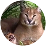 Floppa/Gallery | The Raise a Floppa Wiki | Fandom