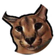 Floppa Skins (Raise a Floppa 2) | The Raise a Floppa Wiki | Fandom