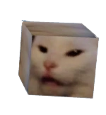 Smudge The Cat (Raise a Floppa 2) | The Raise a Floppa Wiki | Fandom