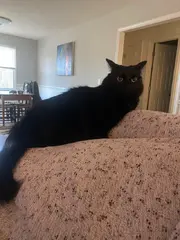 Gyakko (RaF2) | The Raise a Floppa Wiki | Fandom