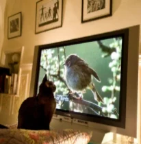 HD TV (Raise a Floppa 2) | The Raise a Floppa Wiki | Fandom