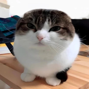 Wawa Cat (Raise a Floppa 2) | The Raise a Floppa Wiki | Fandom