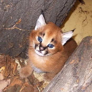 Baby Floppa | Wiki Raise a floppa | Fandom