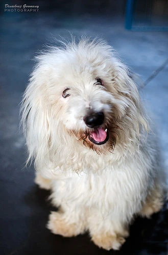 Chien (Vort de Rajan) | Rajan Language Wikia | Fandom