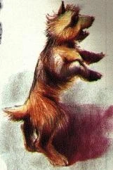 Frisket | Ramuh's Collection Wiki | Fandom