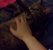 Captainhowdie | Ranfren wiki | Fandom