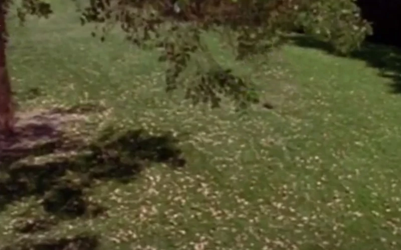 Park w Charterville | Ranger Wiki | Fandom