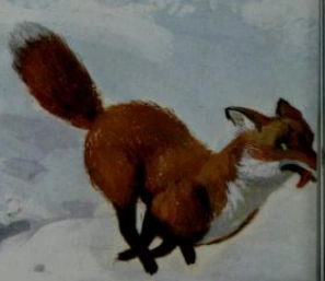 Reddy Fox | Ranger Rick Wiki | Fandom