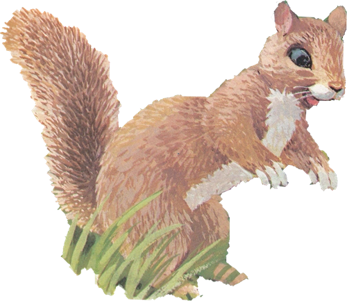 Sammy Squirrel Cartoon Network Sammy | TheInsaneSeries Wiki | Fandom