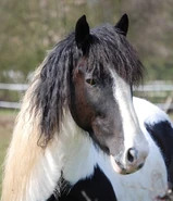 Temujai horses | Flanagan Wiki | Fandom
