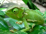 Chameleon | Rango Wiki | Fandom