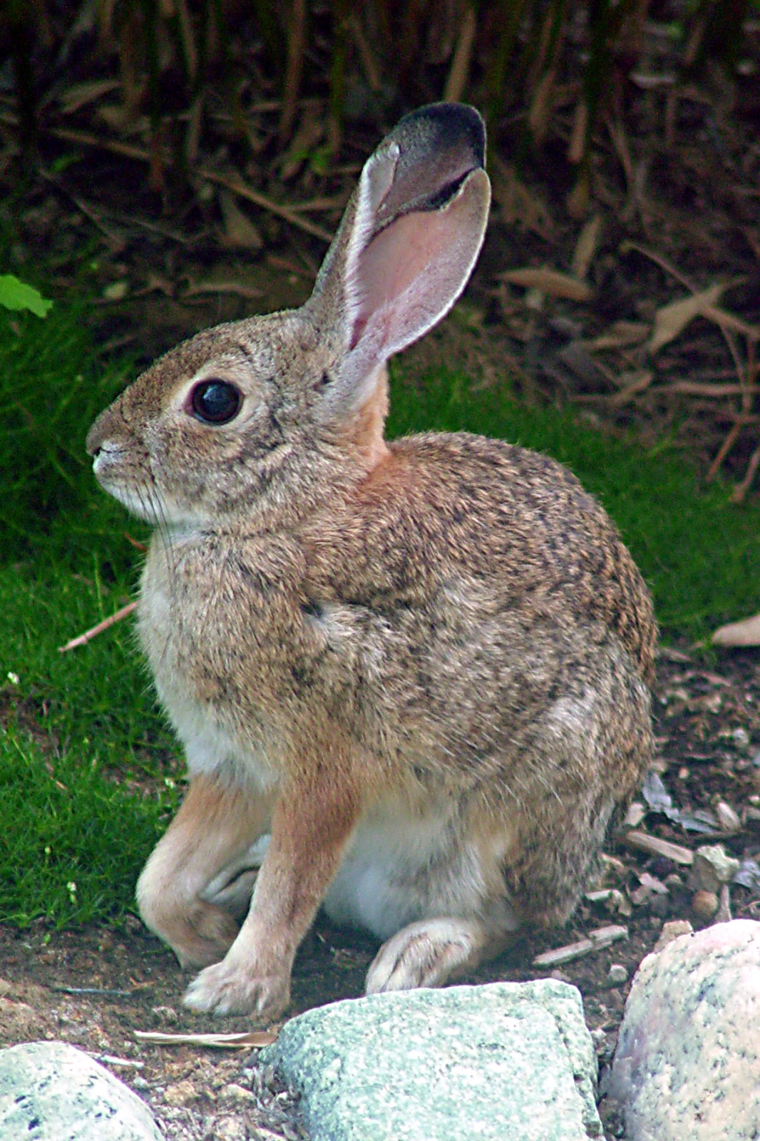 Desert cottontail | Rango Wiki | Fandom