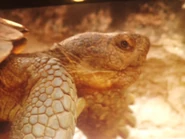 Desert Tortoise | Rango Wiki | Fandom