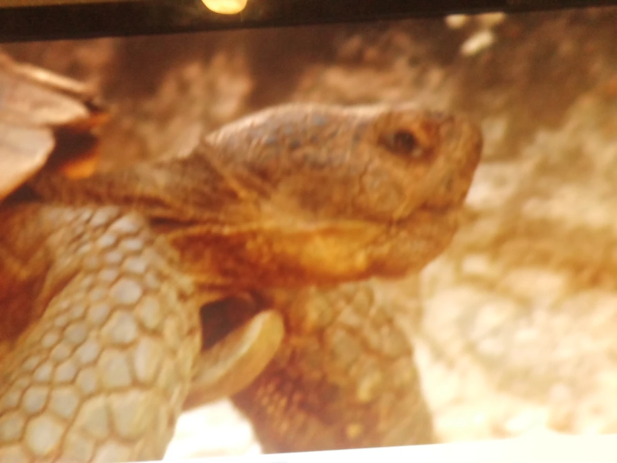 Desert Tortoise | Rango Wiki | Fandom