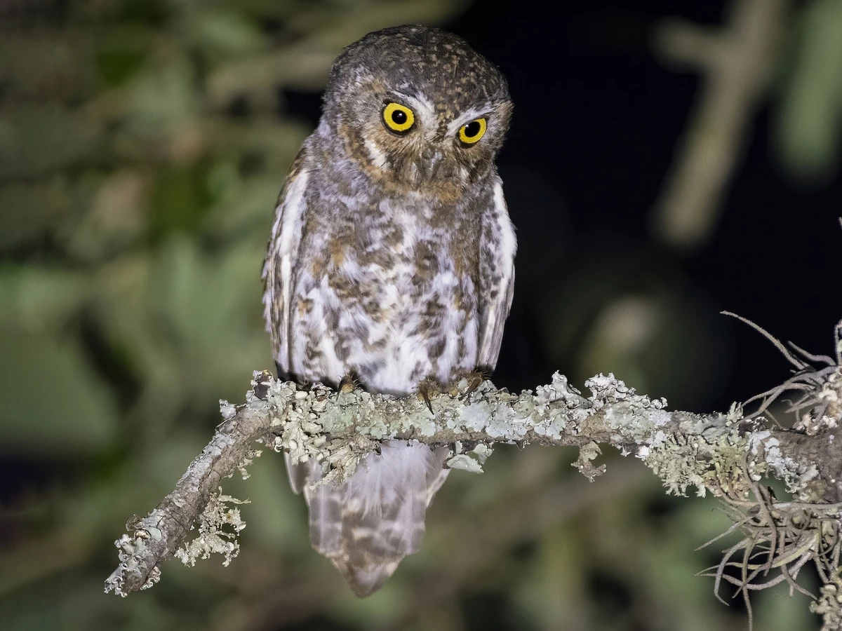 Elf Owl | Rango Wiki | Fandom